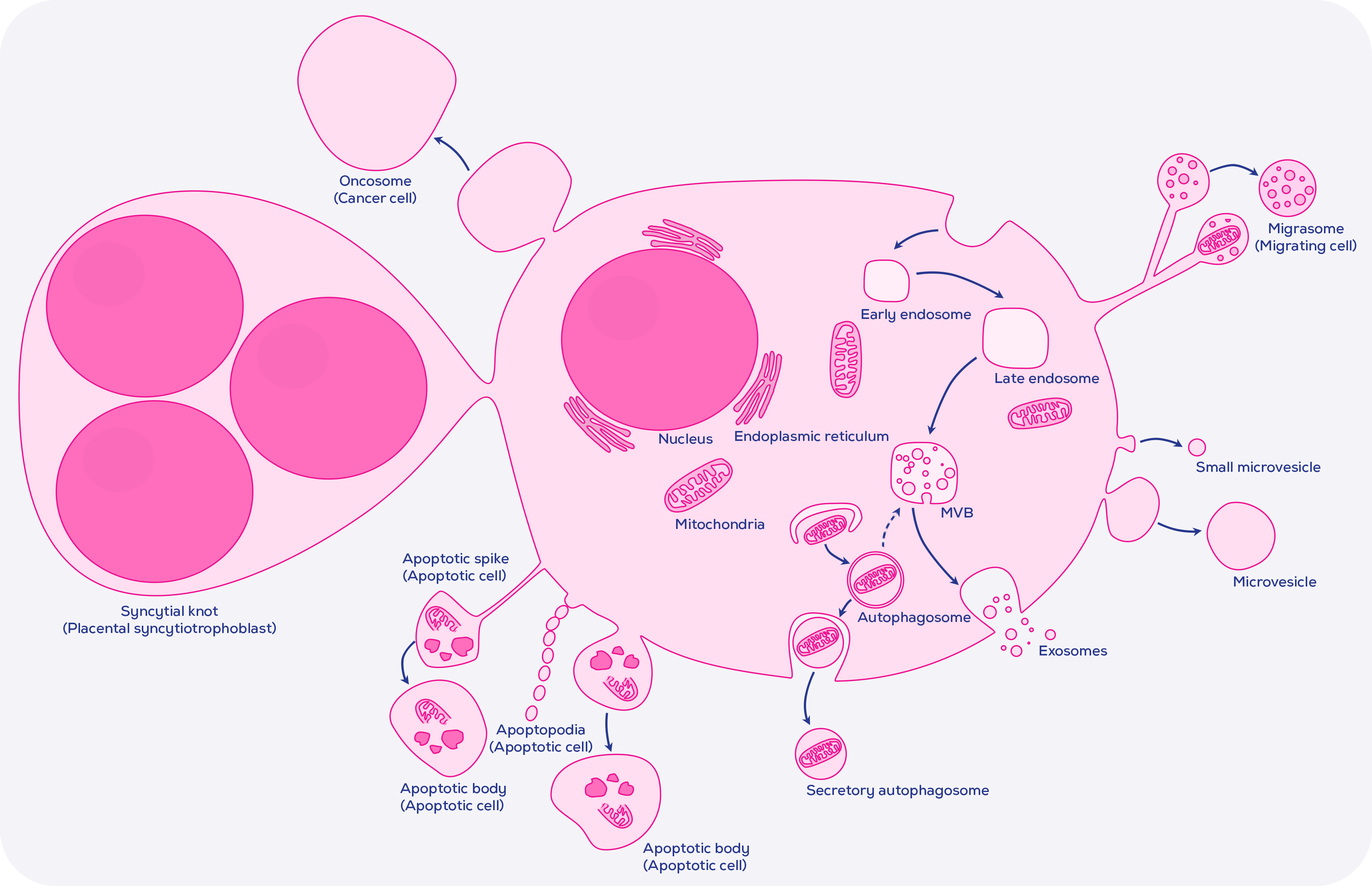 Types of Extracellular Vesicles: From Exosomes to Oncosomes and Everything In Between